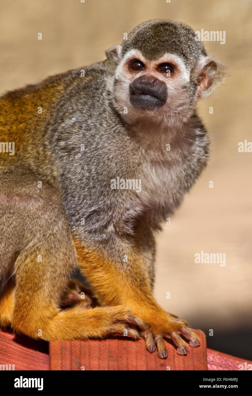 Squirrel Monkey (saimiri sciureus Stock Photo - Alamy