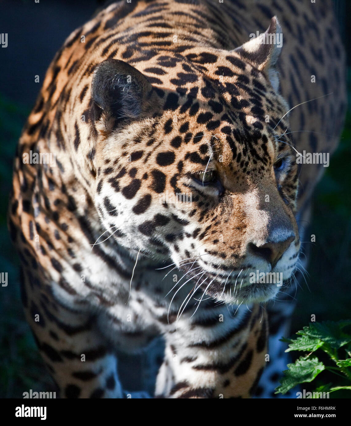 Jaguar (panthera onca Stock Photo - Alamy