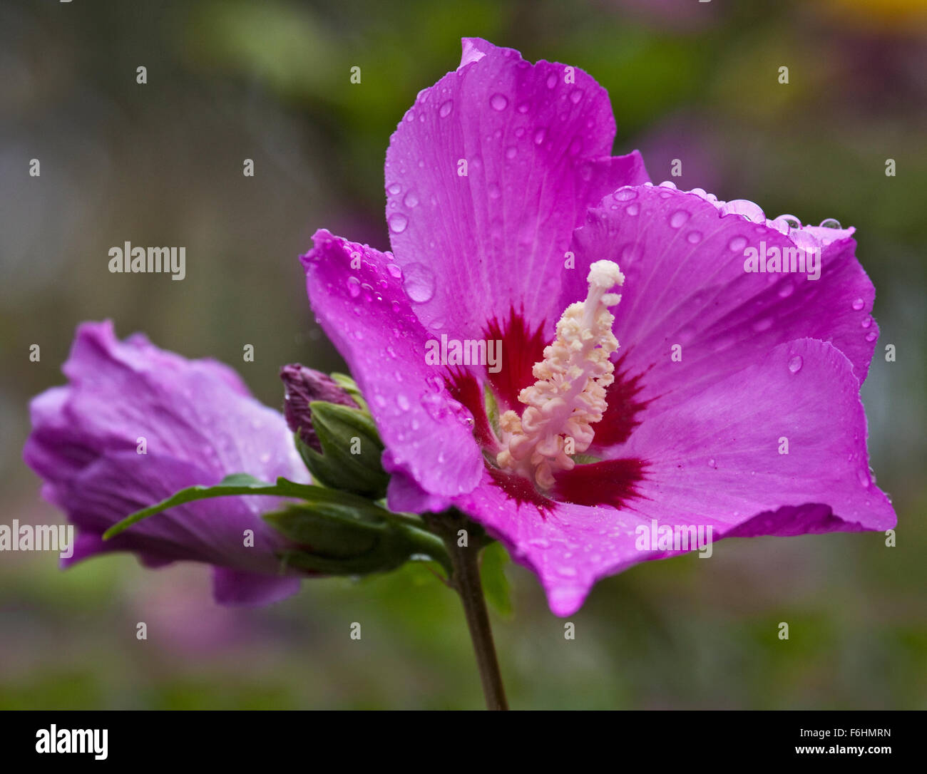 Pink Mallow Flower (malvaceae Stock Photo - Alamy