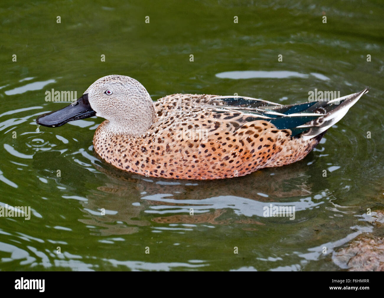 Argentine Red Shoveler (anas platalea Stock Photo - Alamy