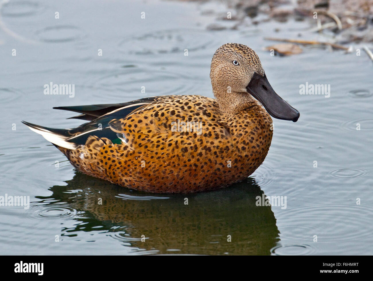 Argentine lake duck hi-res stock photography and images - Alamy