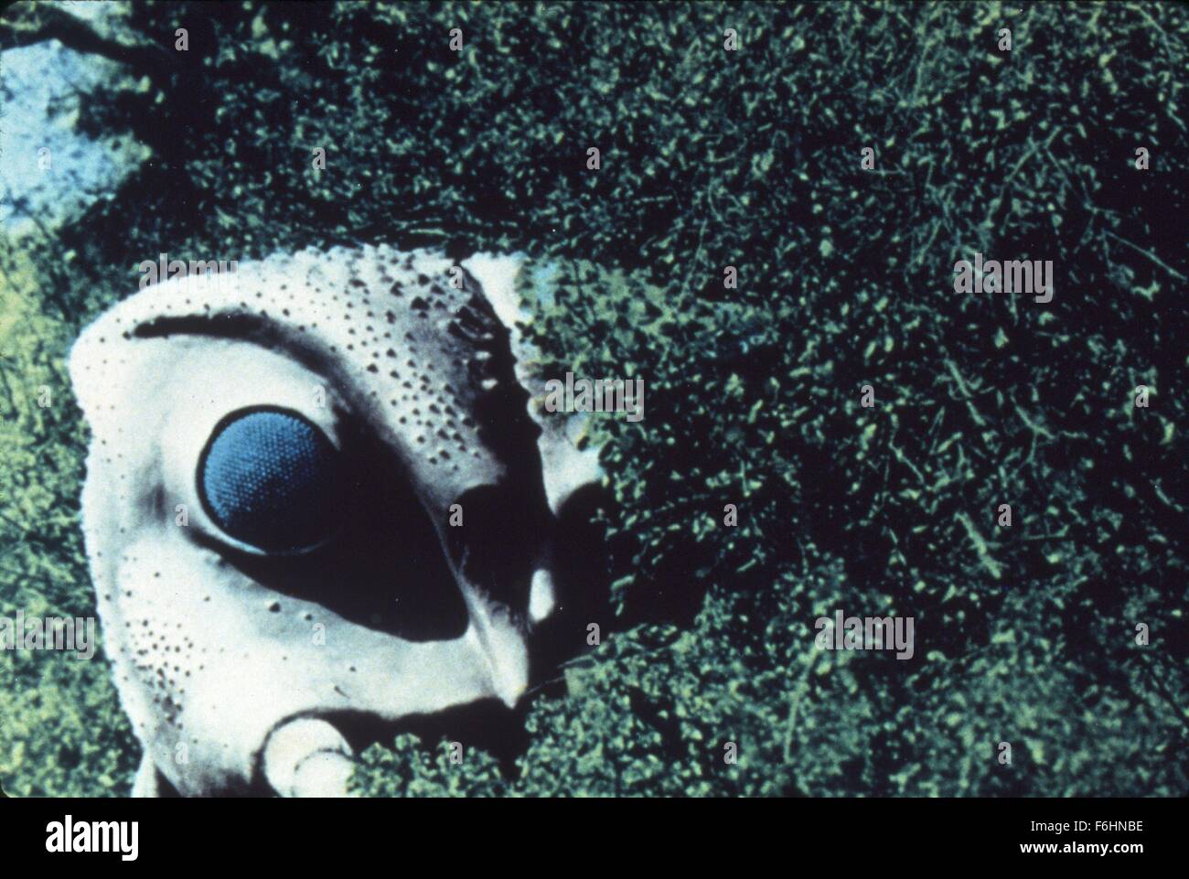 Monster from green hell 1957 hi-res stock photography and images - Alamy