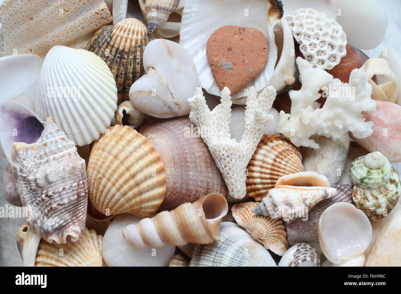 Sea shells, stones and coral background Stock Photo - Alamy