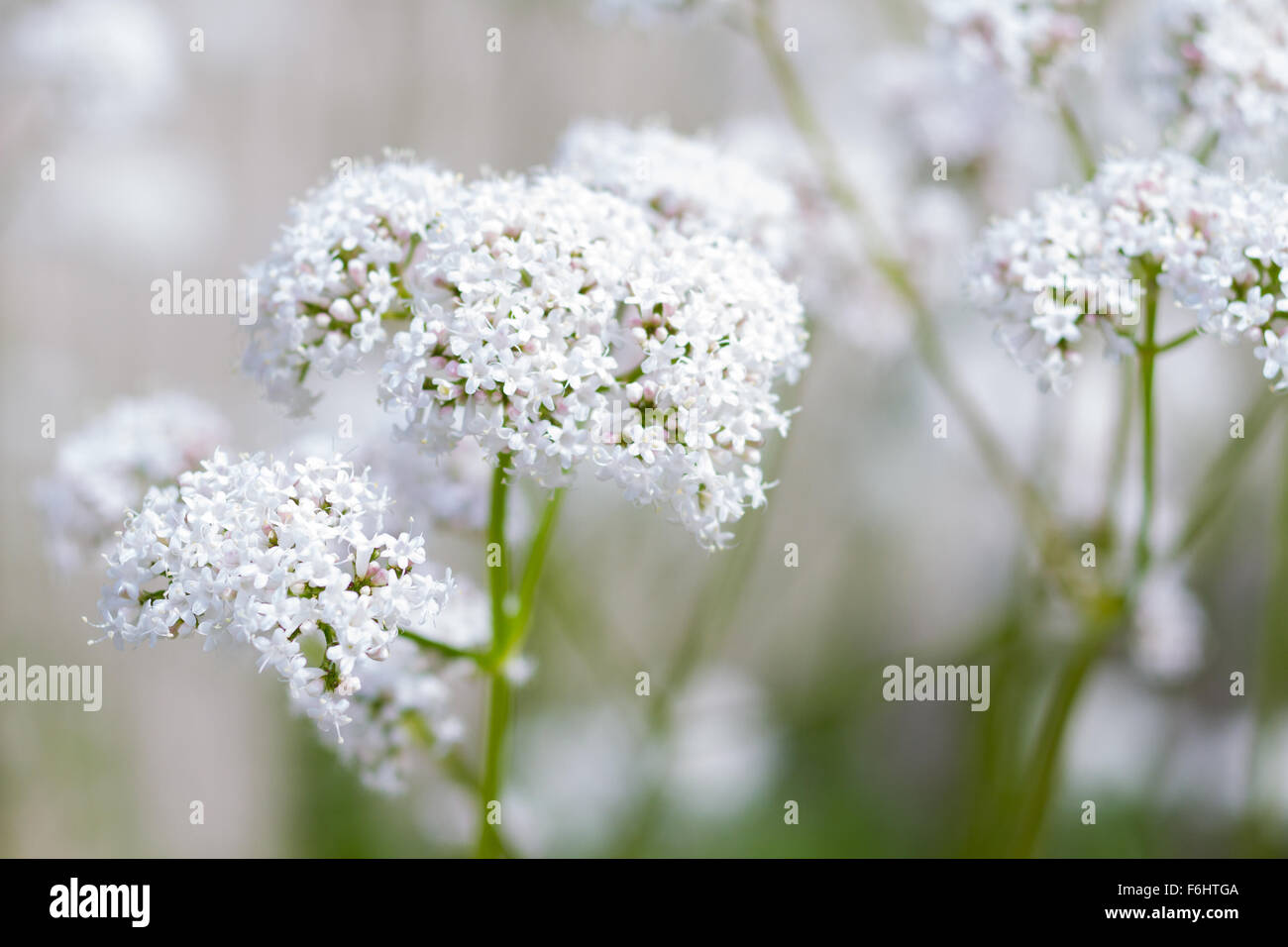 Garden valerian valeriana officinalis hi-res stock photography and ...