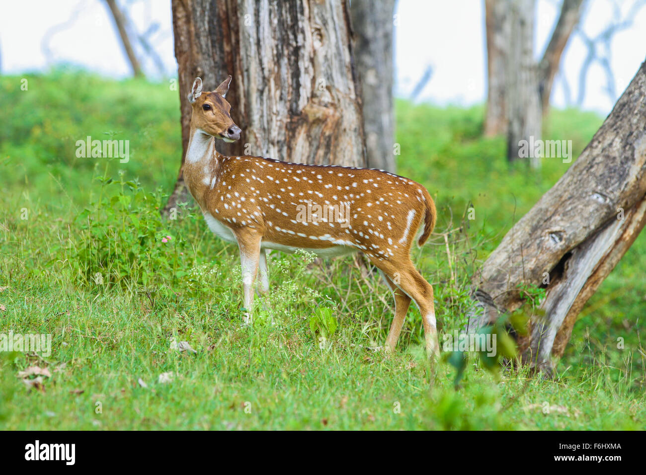 Spotted Deer or Chital Stock Photo - Alamy