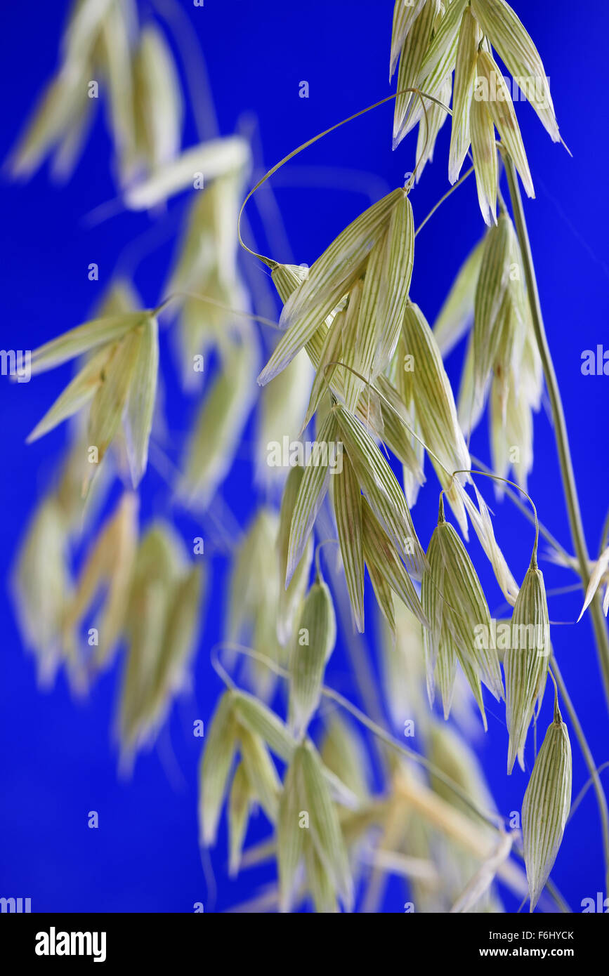 Ear of oats hi-res stock photography and images - Alamy