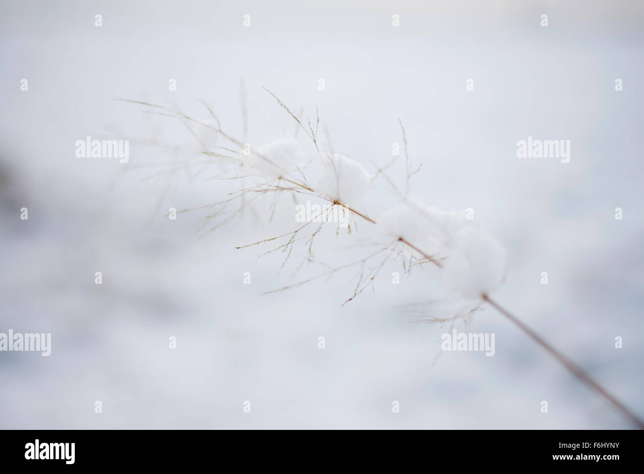 Weed crop hi-res stock photography and images - Alamy