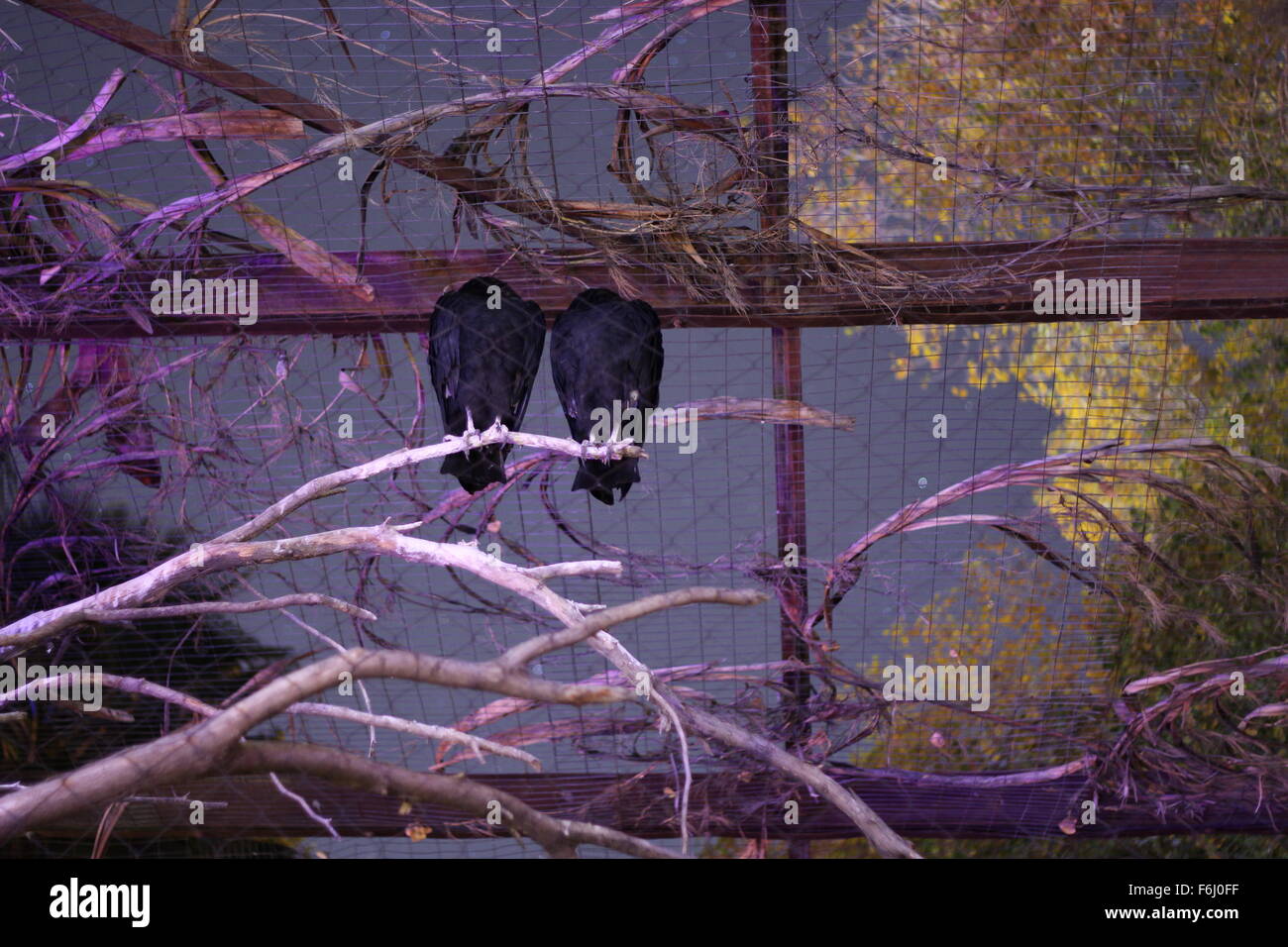 Two vultures hi-res stock photography and images - Alamy