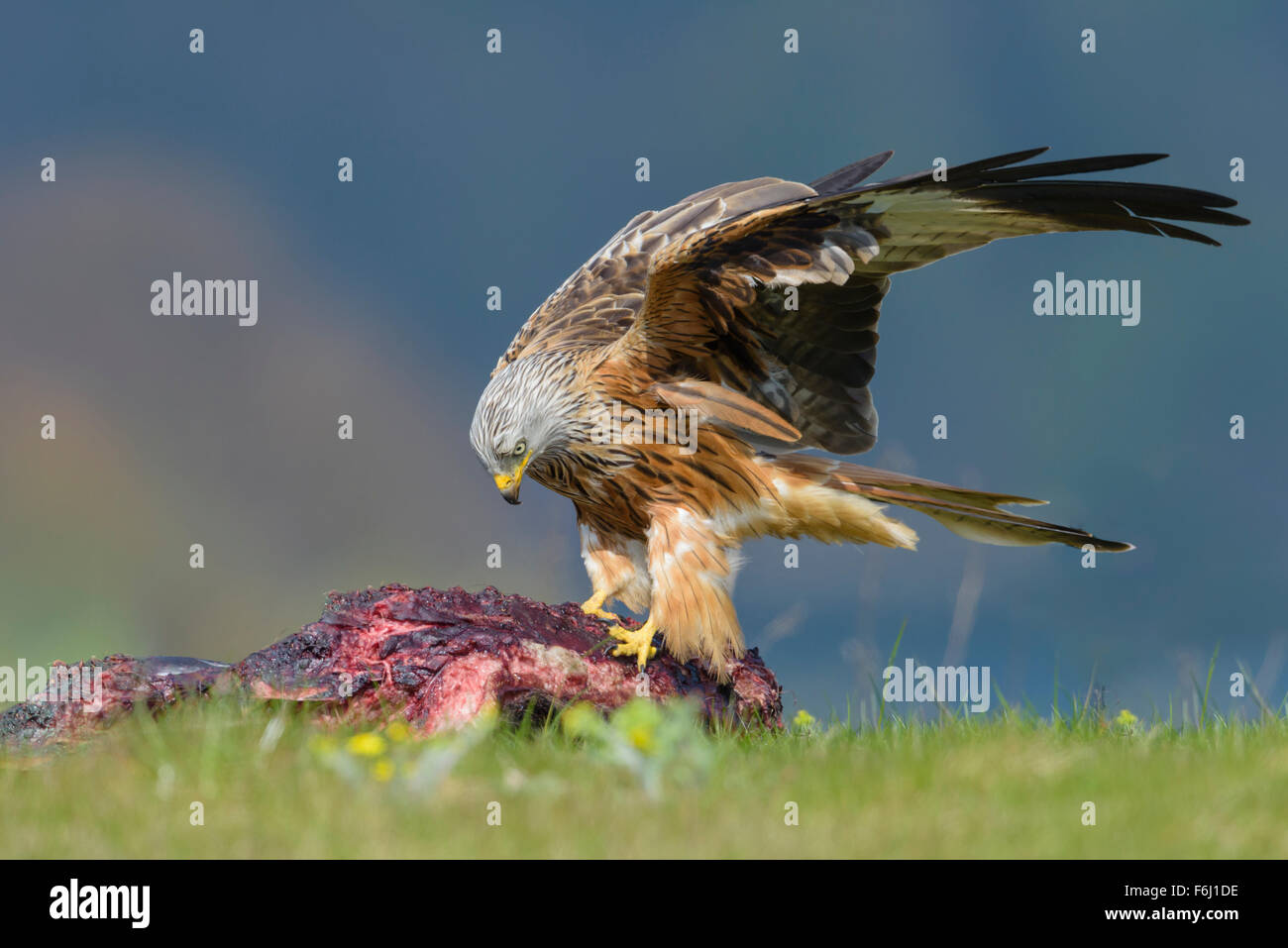 Red kite rotmilan milvus hi-res stock photography and images - Alamy