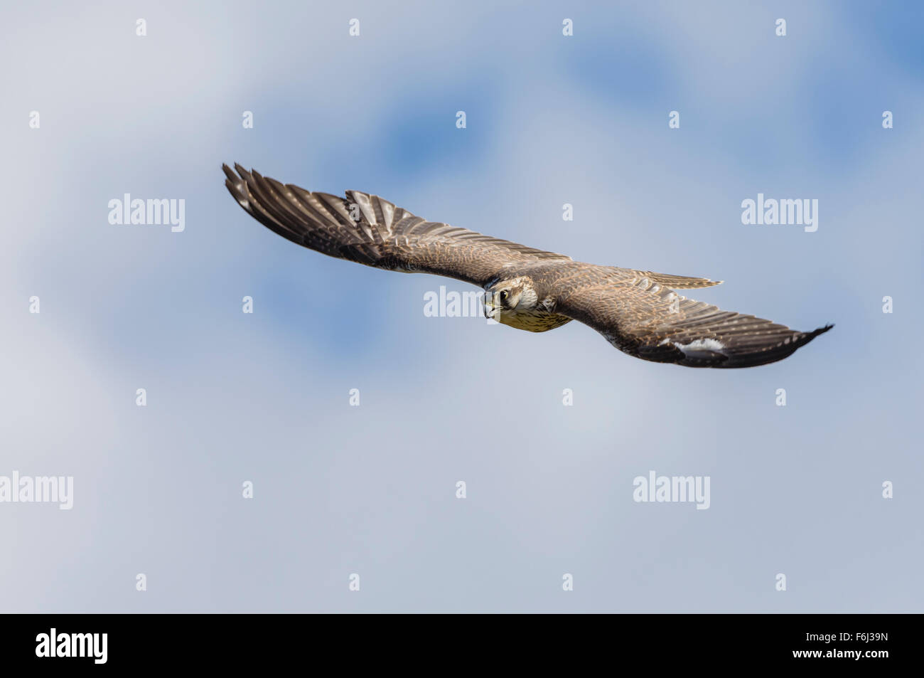Saker falcon sakerfalke hi-res stock photography and images - Alamy
