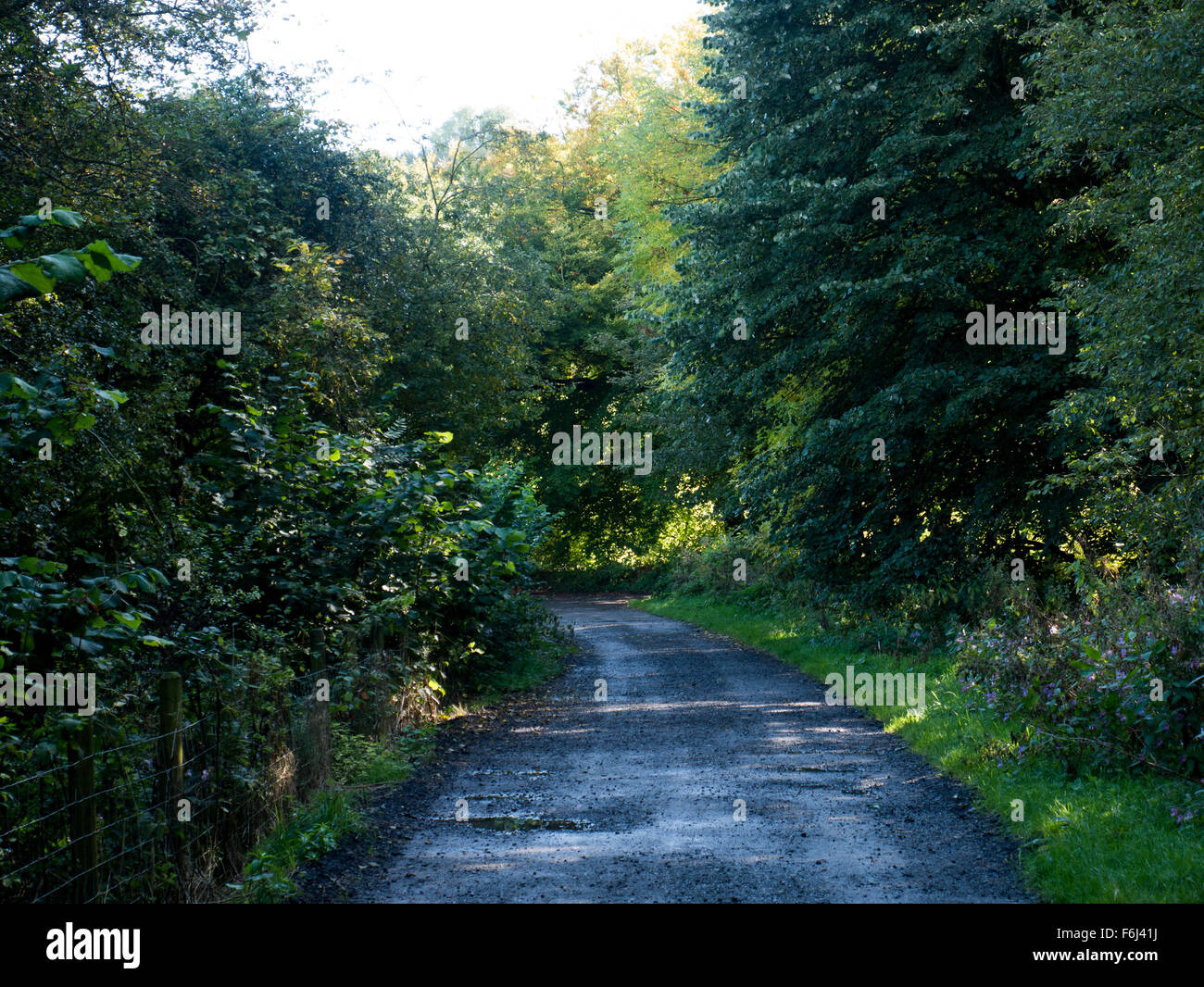 Path through woodland Stock Photo - Alamy Path through woodland Stock Photo - Alamy