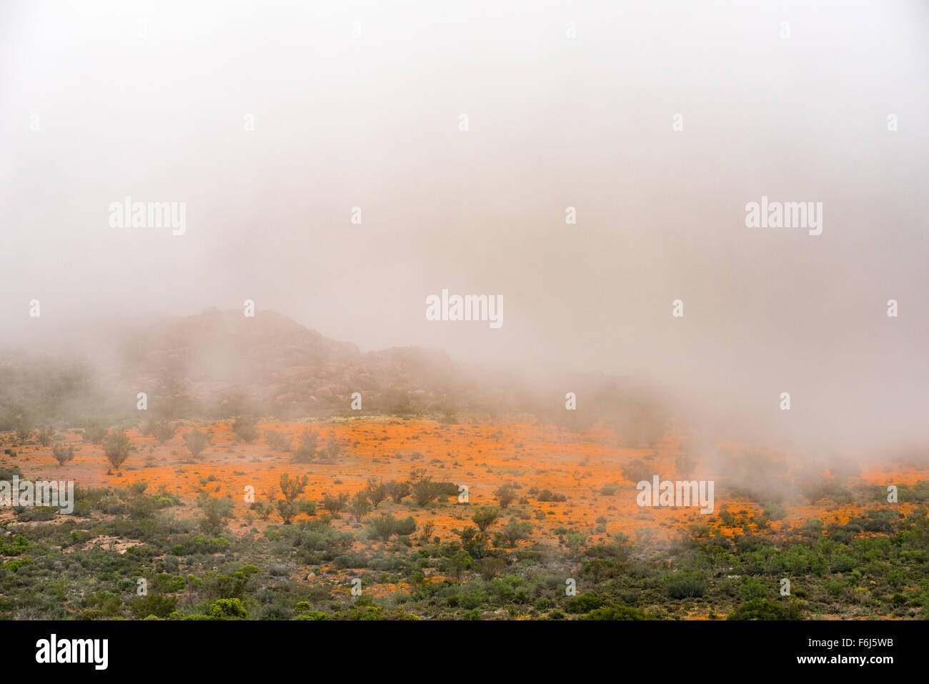 Mist covering large fields of orange daisies at Skilpad in the Namaqua ...