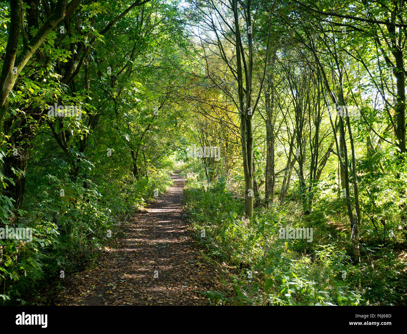 Pathway through woods hi-res stock photography and images - Alamy