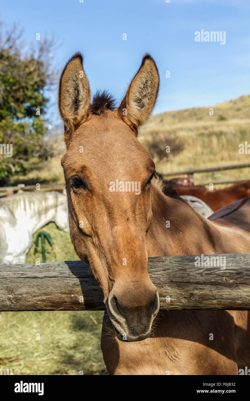 Line back dun hi-res stock photography and images - Alamy