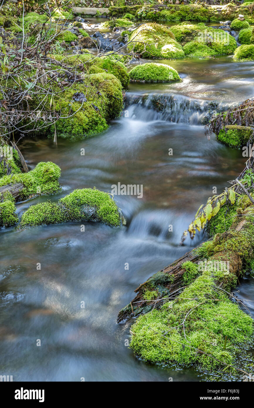 Moss and algae hi-res stock photography and images - Alamy