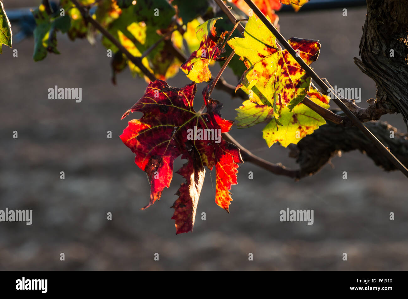 Basilicata vineyard hi-res stock photography and images - Alamy