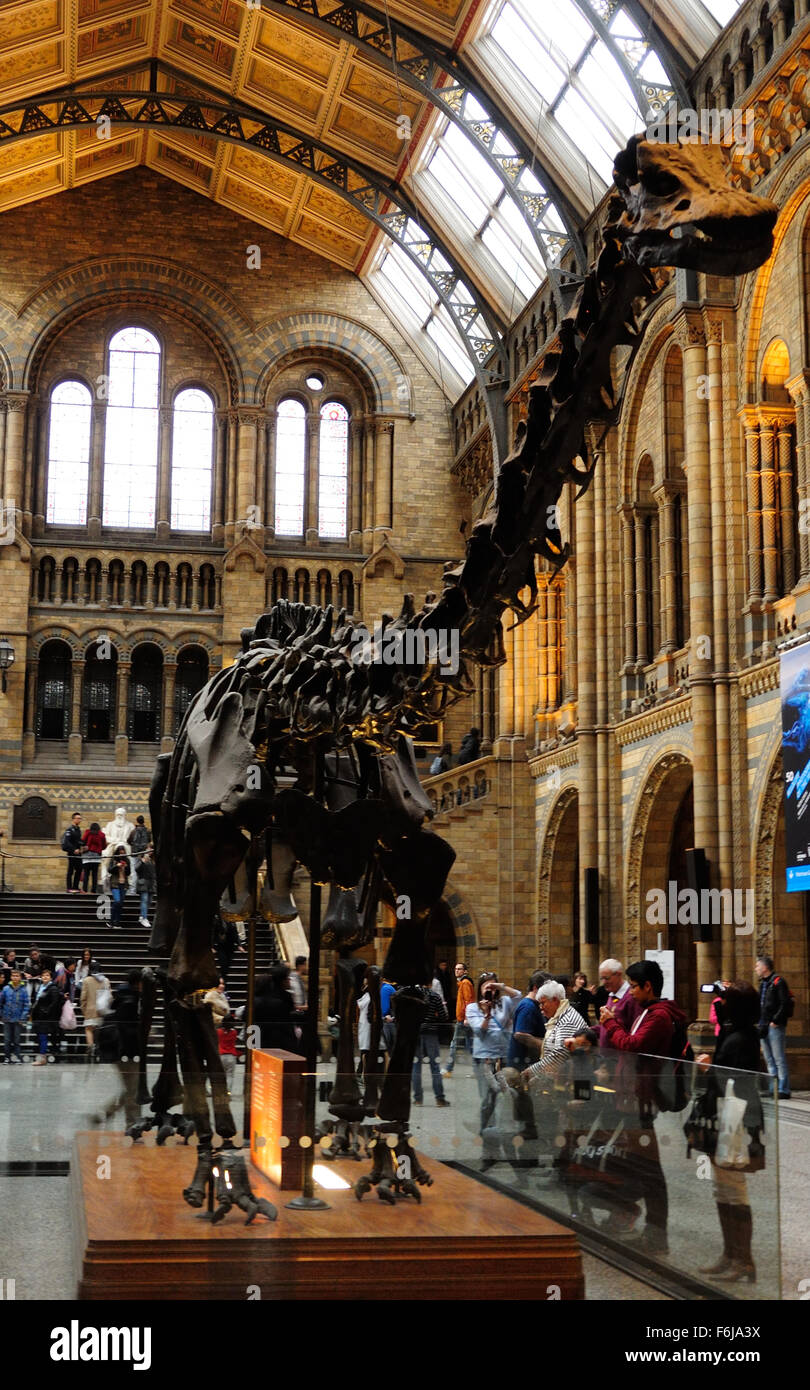 A Diplodocus skeleton cast, affectionately known as Dippy, on display ...
