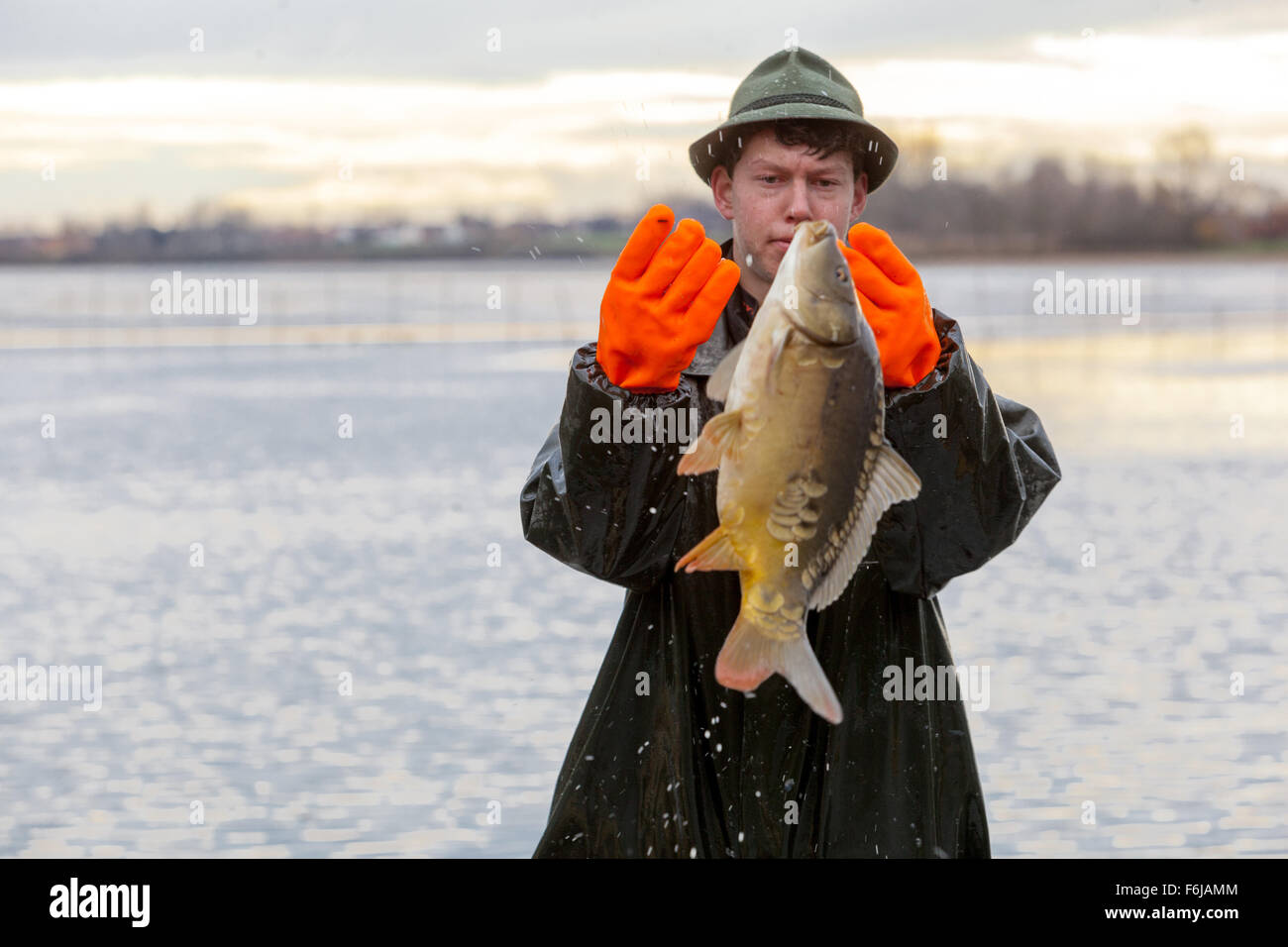 One Carp Fisherman catches a carp Traditional harvest of Czech carp ...
