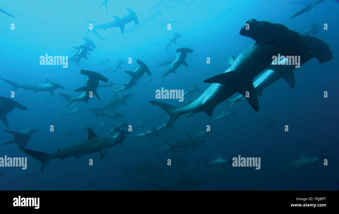 May 18, 2003; Los Angeles, CA, USA; Hammerhead sharks shown in the ...