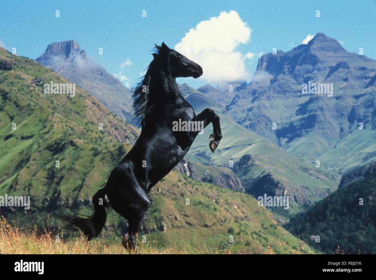 Black stallion movie hi-res stock photography and images - Alamy