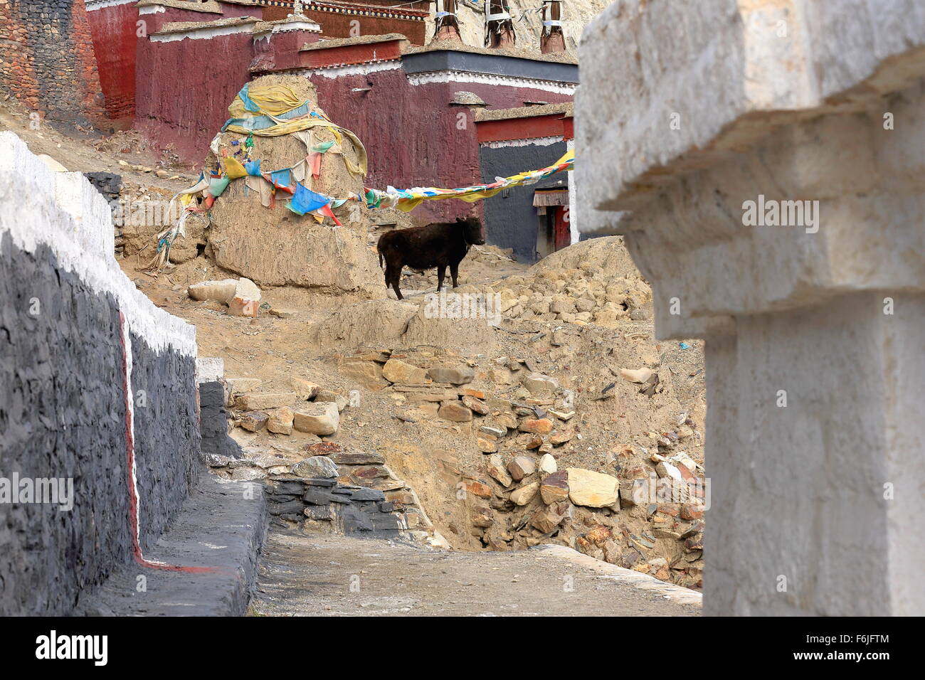 Cow and red buildings of the 1073 AD-Khon Konchog Gyalpo built North ...