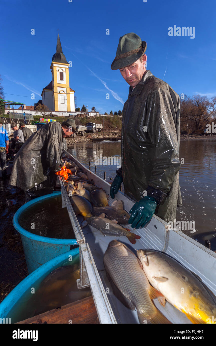 Fisherman catches carps, Traditional harvesting of Czech carp for ...