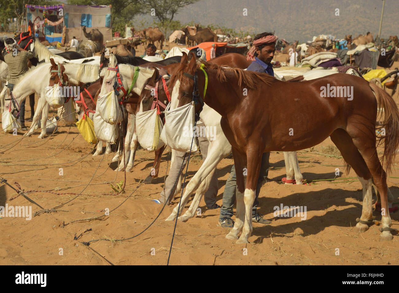Rajasthan, India. 17th Nov, 2015. Horses in Pushkar fair 2015 at ...