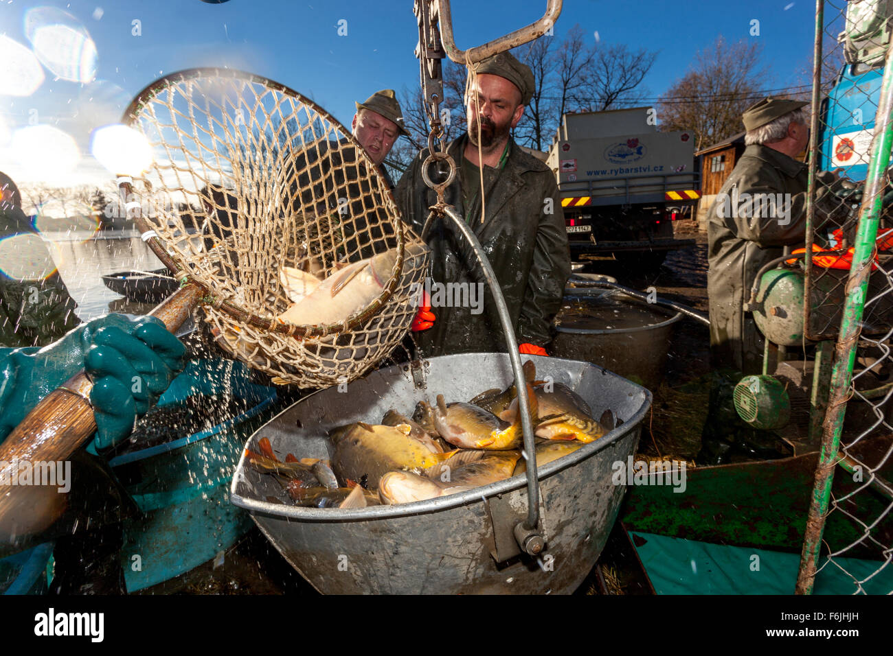 Traditional harvesting of carp near the village Bošilec. South Bohemia ...