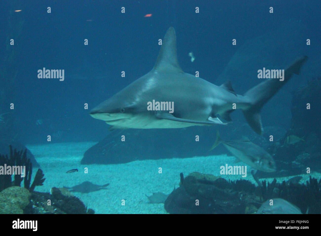 LISBON, PORTUGAL - OCTOBER 24 2014: Shark swimming in the depht of ...
