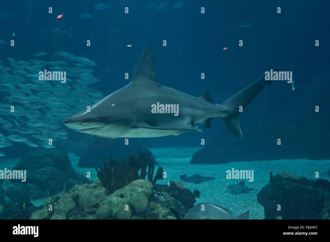 LISBON, PORTUGAL - OCTOBER 24 2014: Shark swimming in the depht of ...