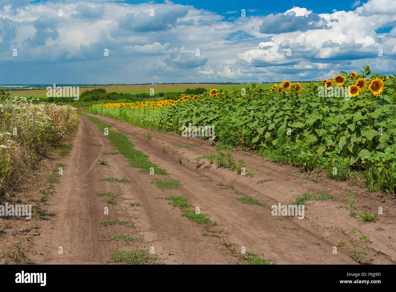 Rural landscape with road among fields at summer season in Central ...