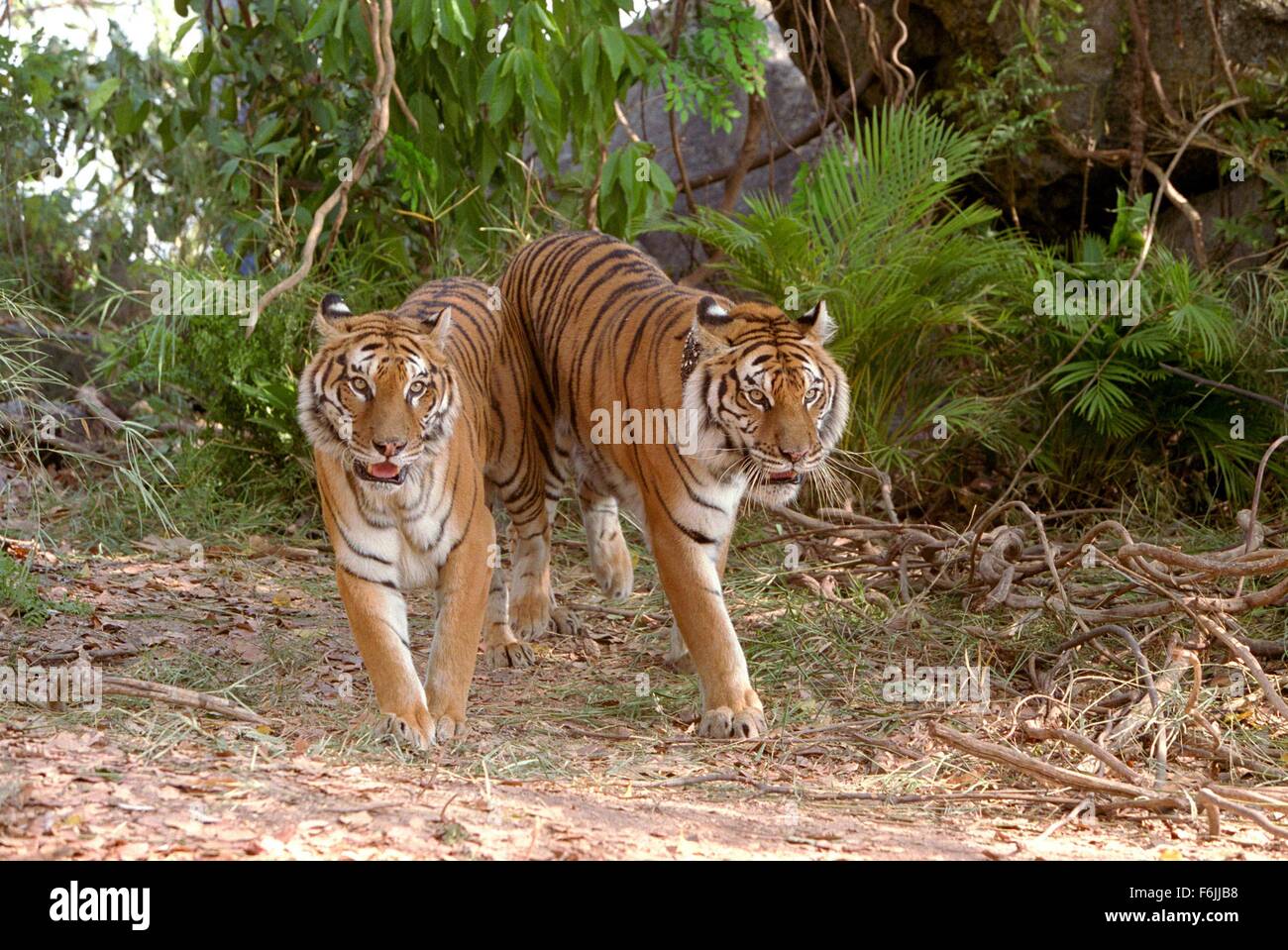 RELEASE DATE: June 25, 2004. MOVIE TITLE: Two Brothers. STUDIO: Pathe ...