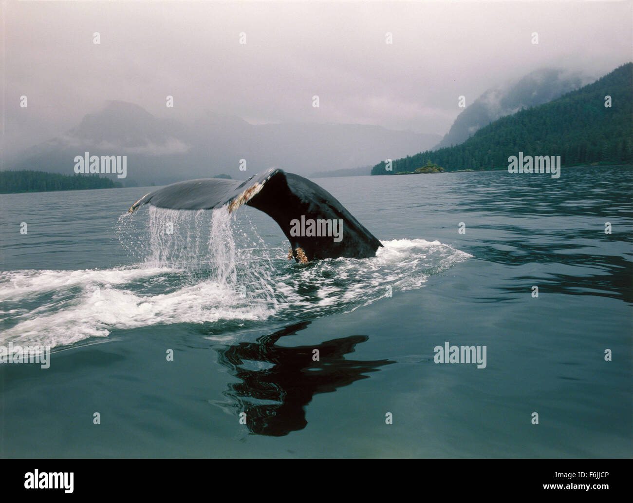 RELEASE DATE: April 22, 2004. MOVIE TITLE: Sacred Planet. STUDIO ...