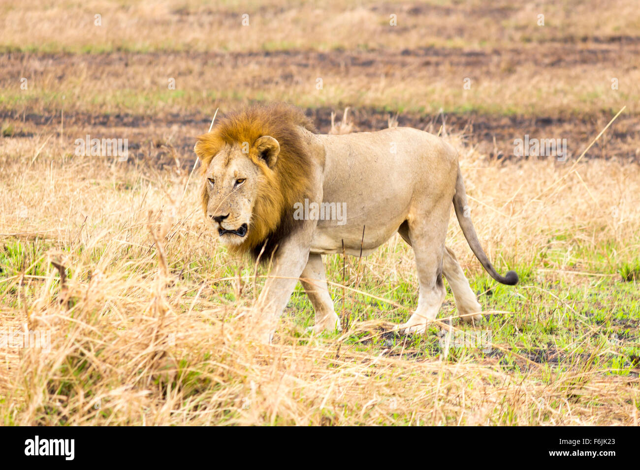 Male lion walking Stock Photo - Alamy