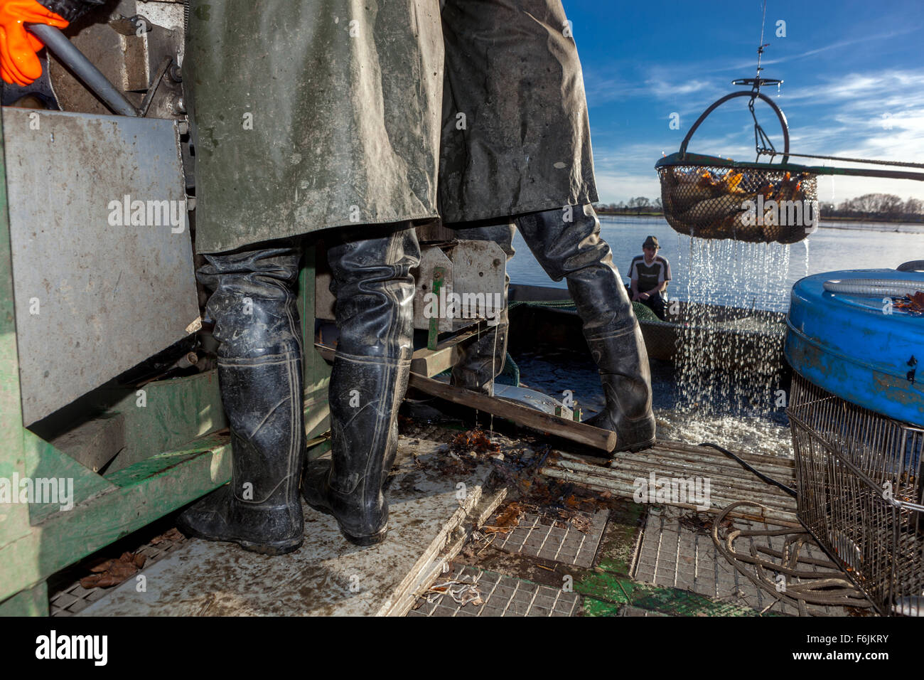 Fisherman catches carps, Traditional harvesting of Czech carp for ...