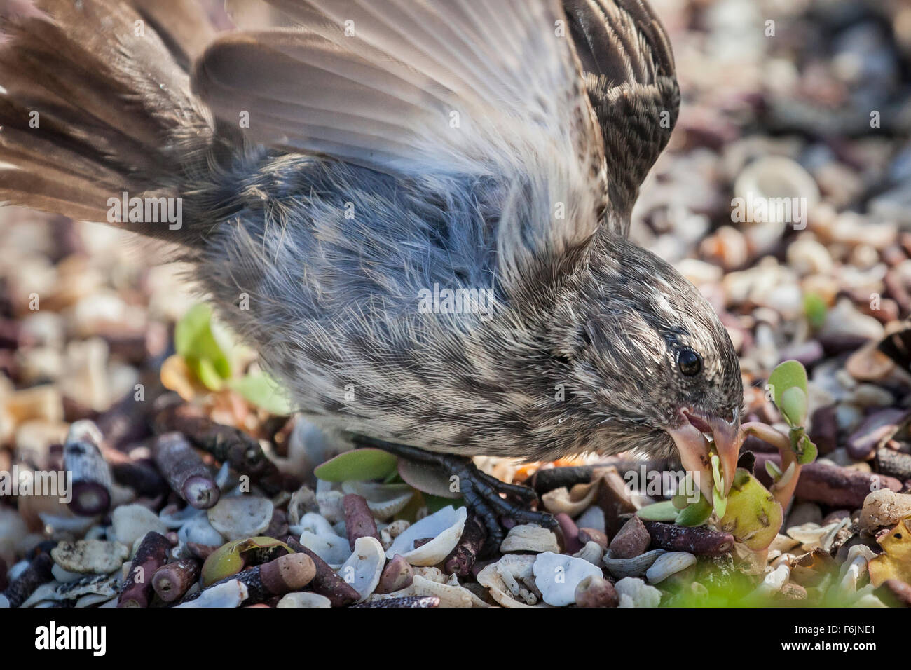 Galapagos small ground finch (Geospiza fuliginosa) eating Stock Photo ...