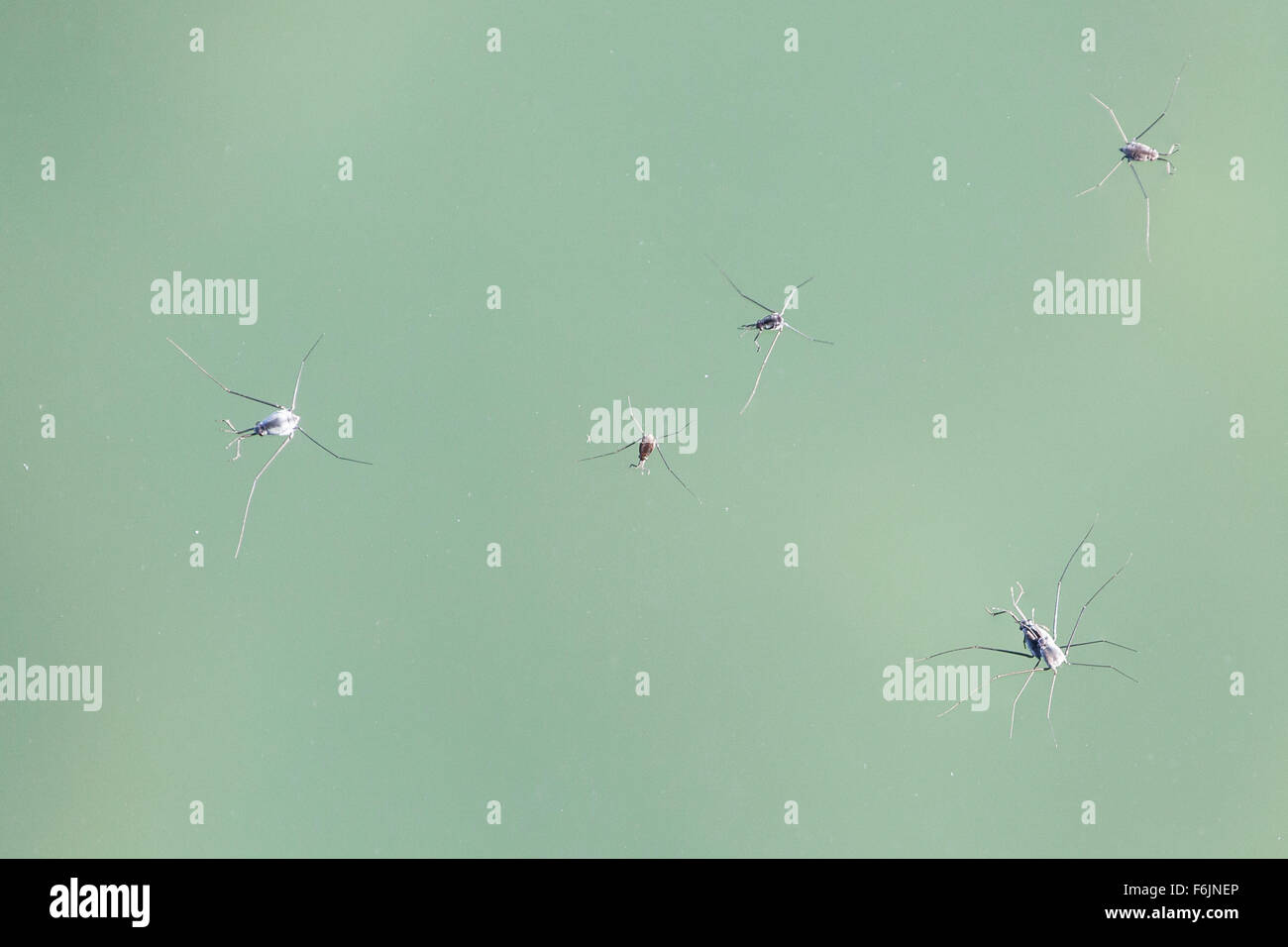 Sea skaters (Halobates sp.) live on the ocean's surface are one of the ...