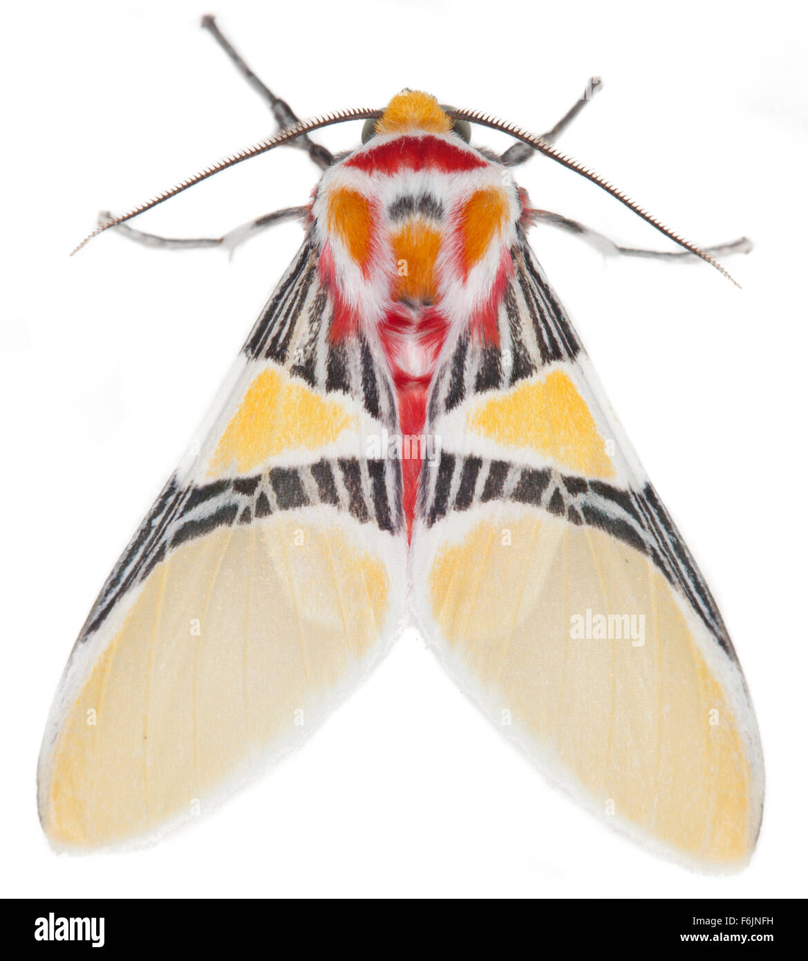 An extremely colorful and ornate moth, photographed in the rainforests ...