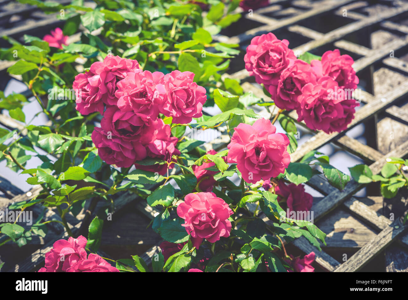 Bush of beautiful roses in a garden. Filtered shot Stock Photo - Alamy