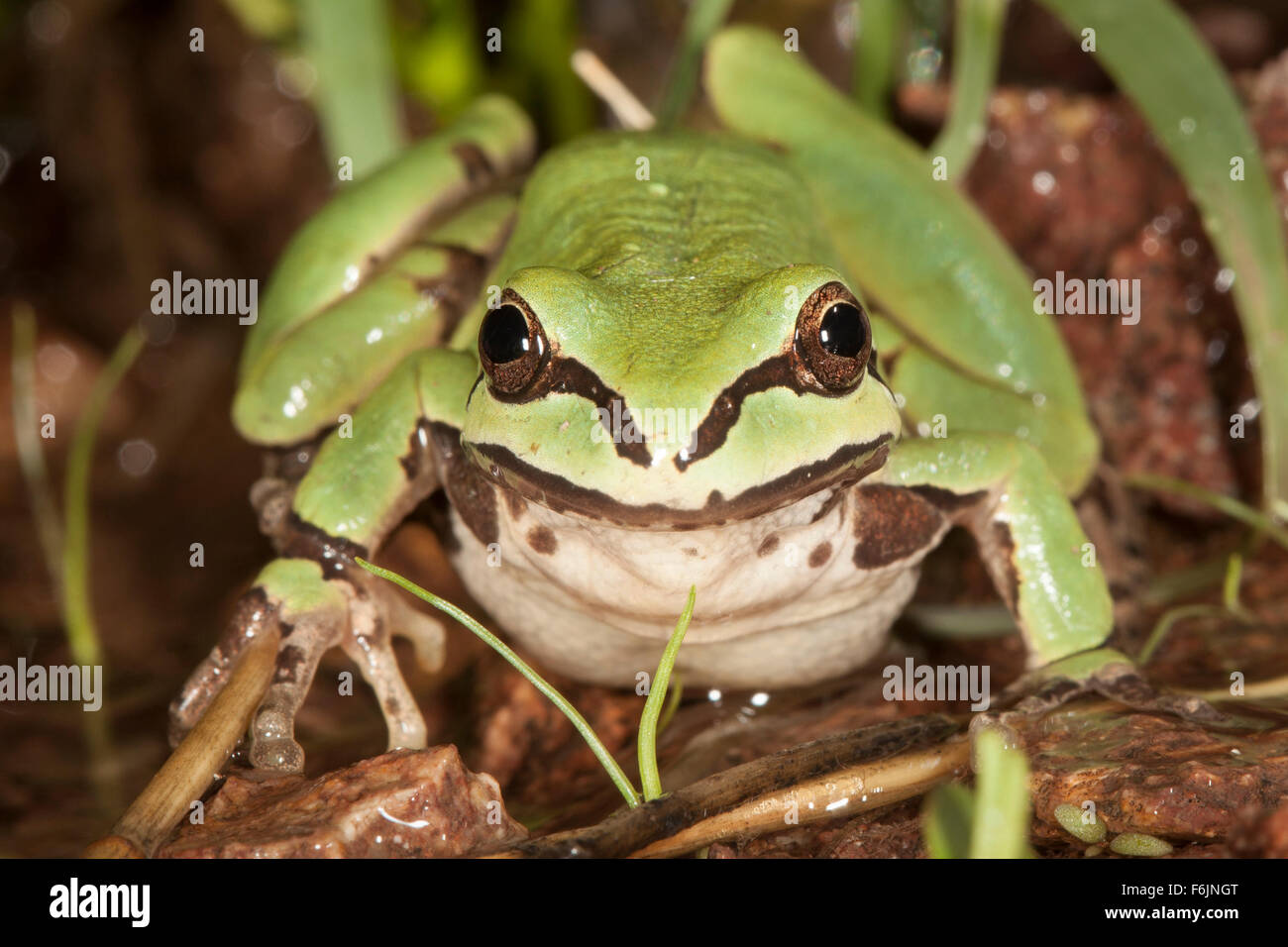 Wright's mountain tree frog (Hyla wrightorum) in Arizona. Formerly ...