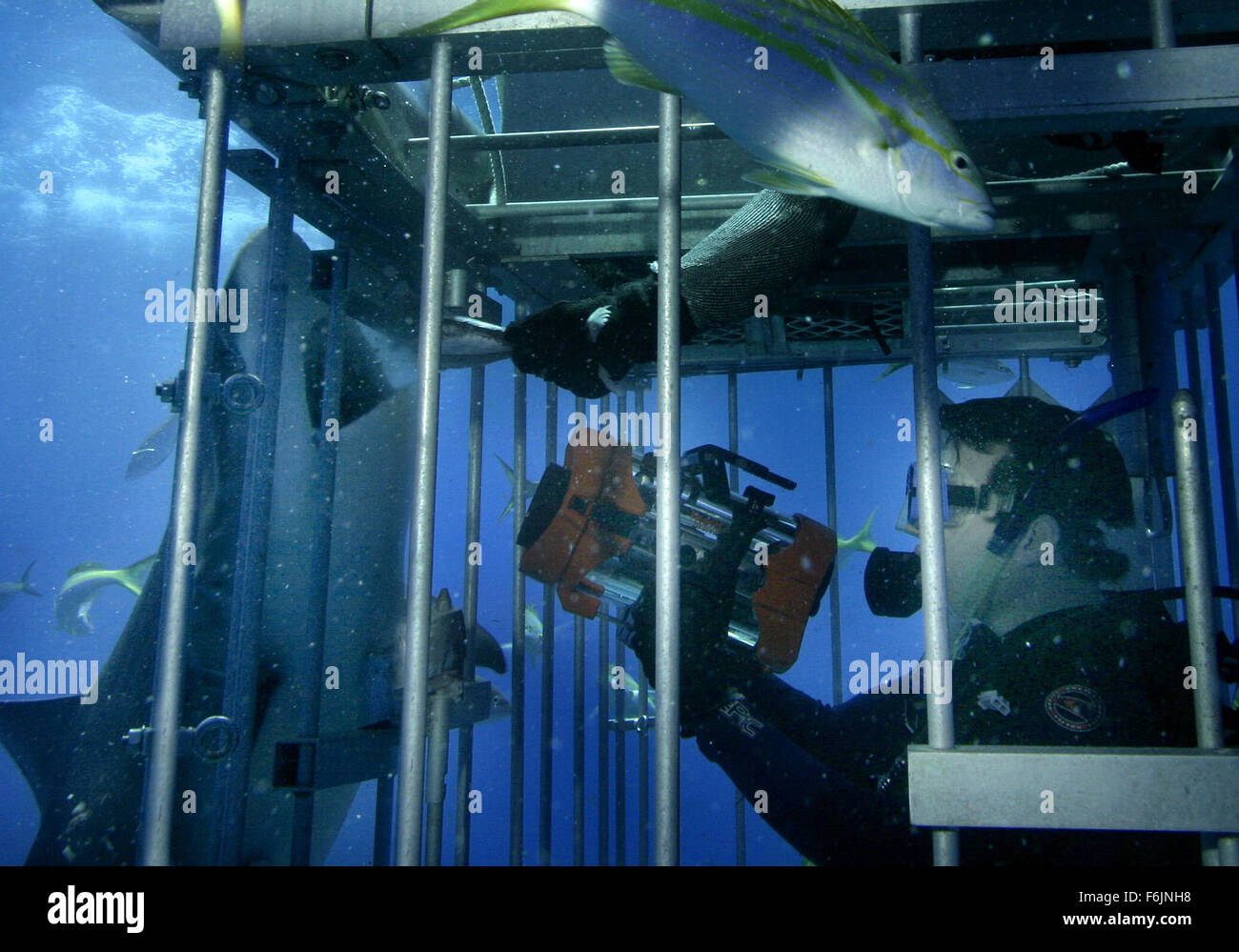 RELEASE DATE: August 20, 2004. MOVIE TITLE: Open Water. STUDIO: Lions ...