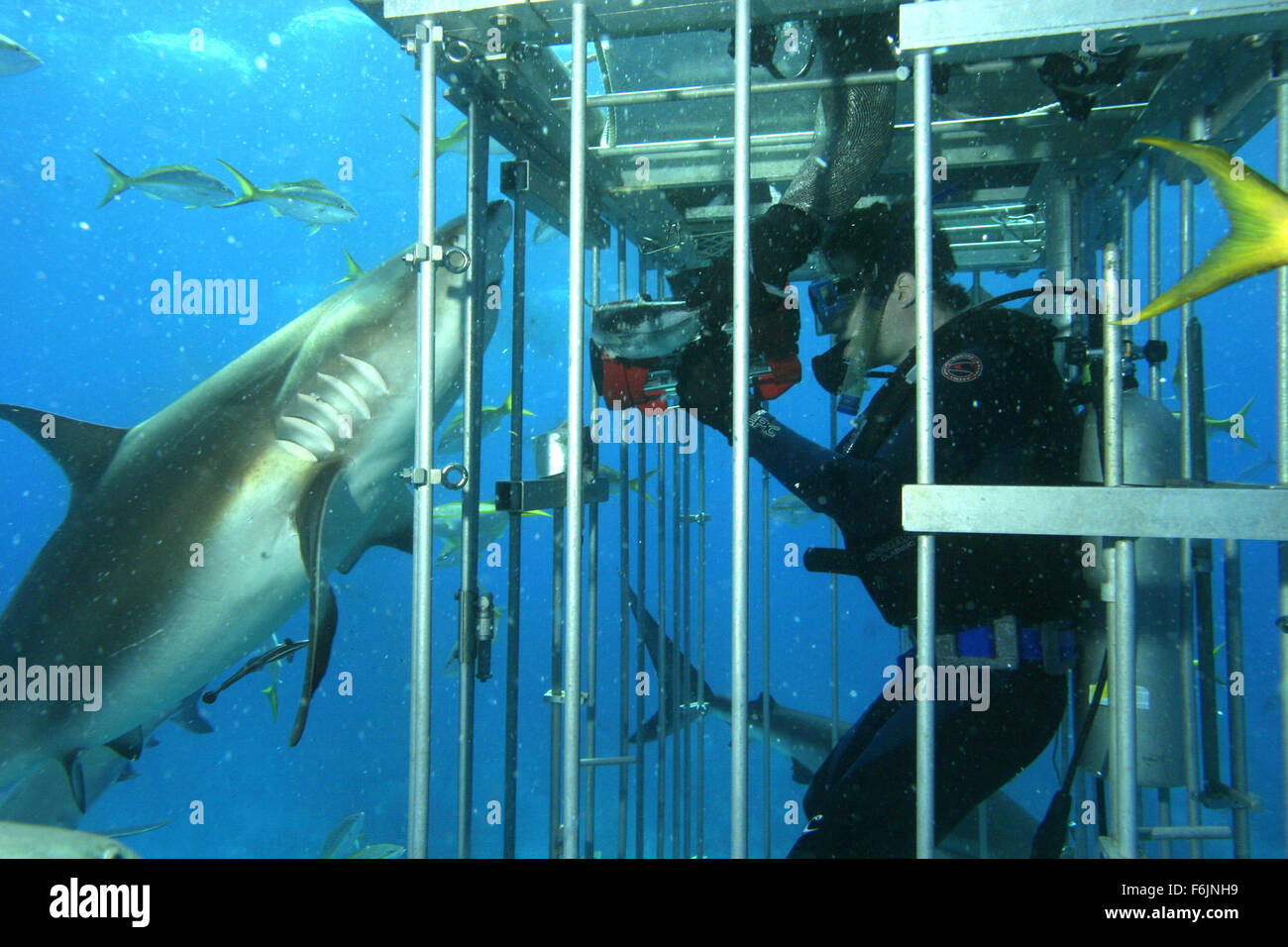 RELEASE DATE: August 20, 2004. MOVIE TITLE: Open Water. STUDIO: Lions ...