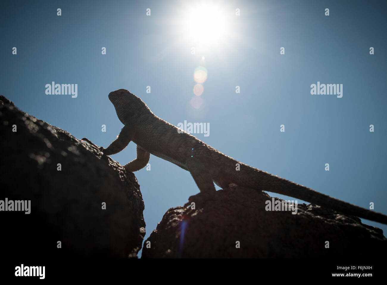Lizard basking in the sun Stock Photo - Alamy