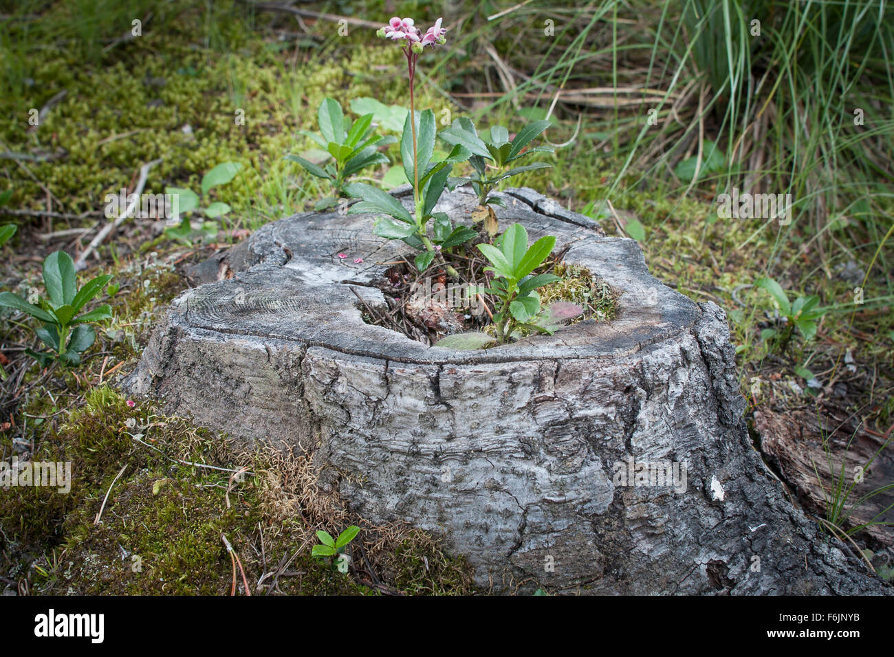 A flower sprouts out of a tree stump Stock Photo - Alamy