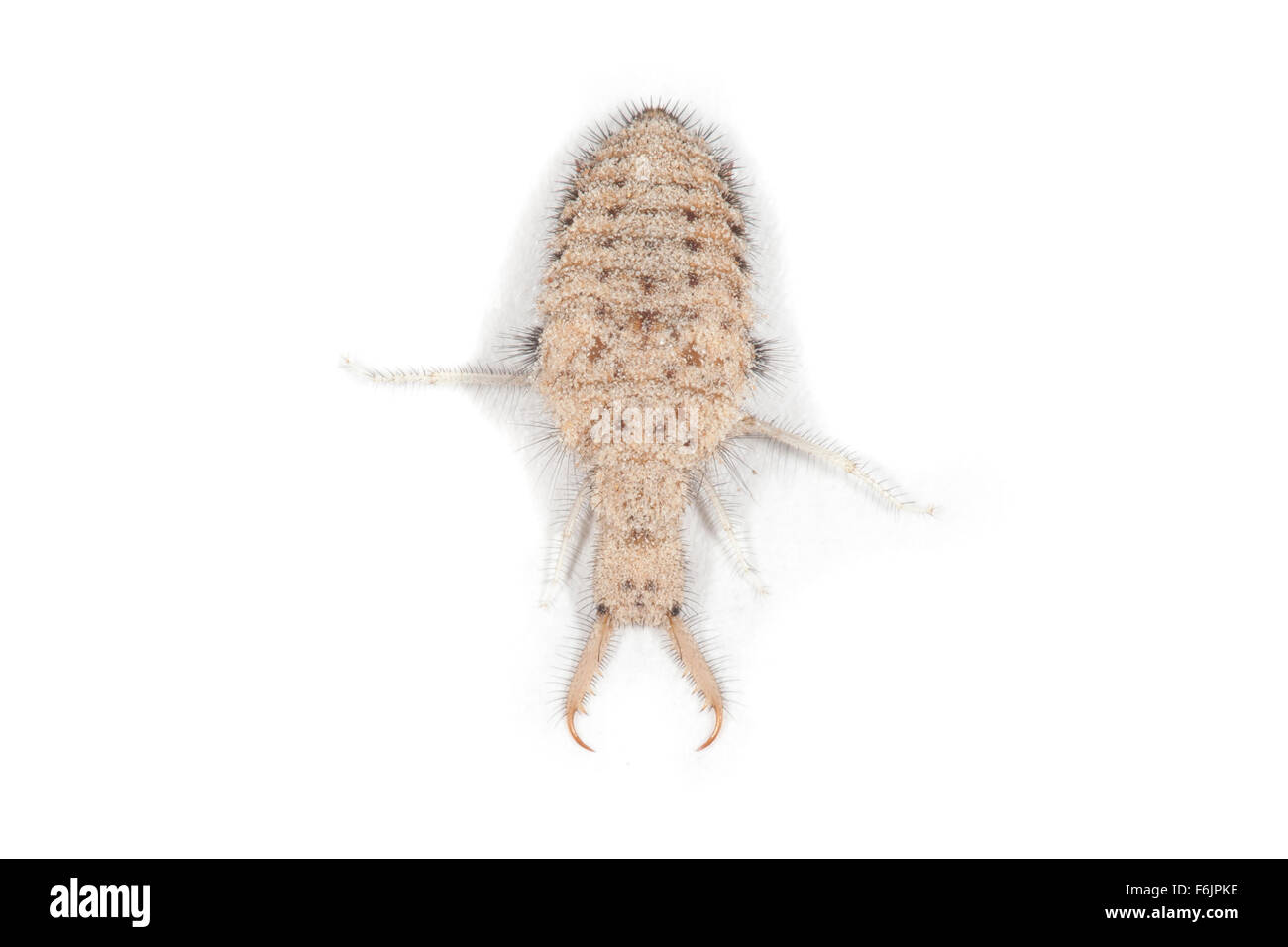 Larval ant lion (doodlebug). These insects burrow into sand and create ...