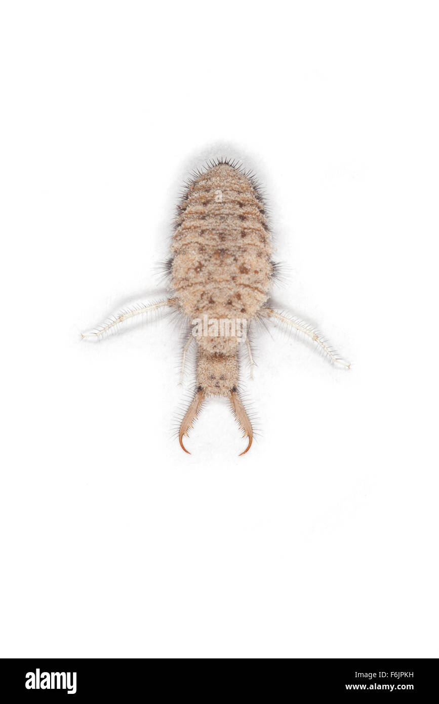 Larval ant lion (doodlebug). These insects burrow into sand and create ...