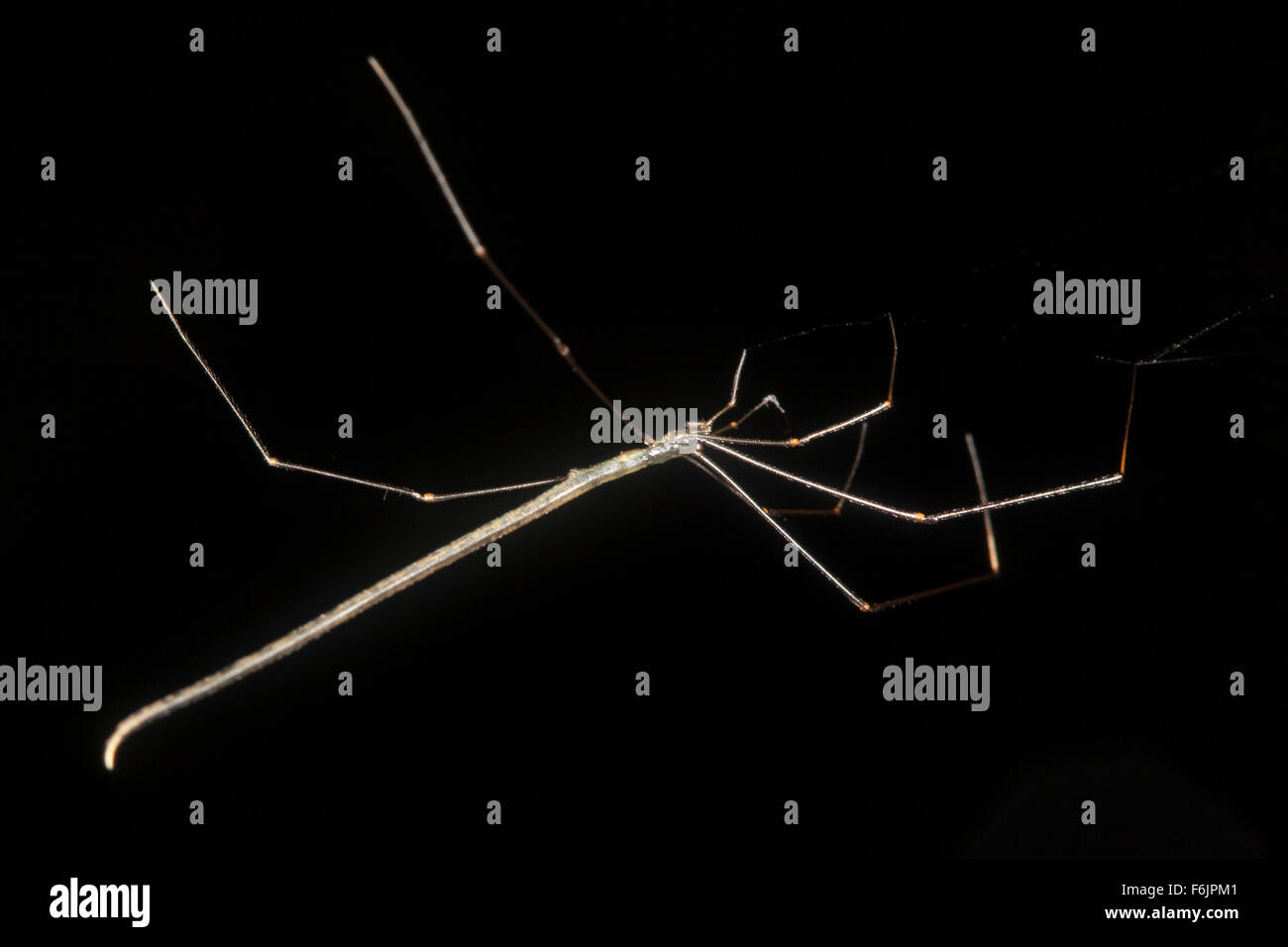 Whip spider hi-res stock photography and images - Alamy