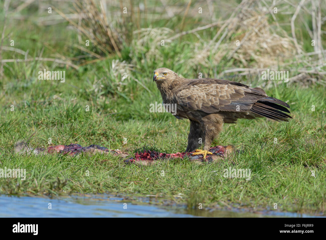 Weiblicher Schreiadler, Aquila pomarina, Female Lesser Spotted Eagle ...