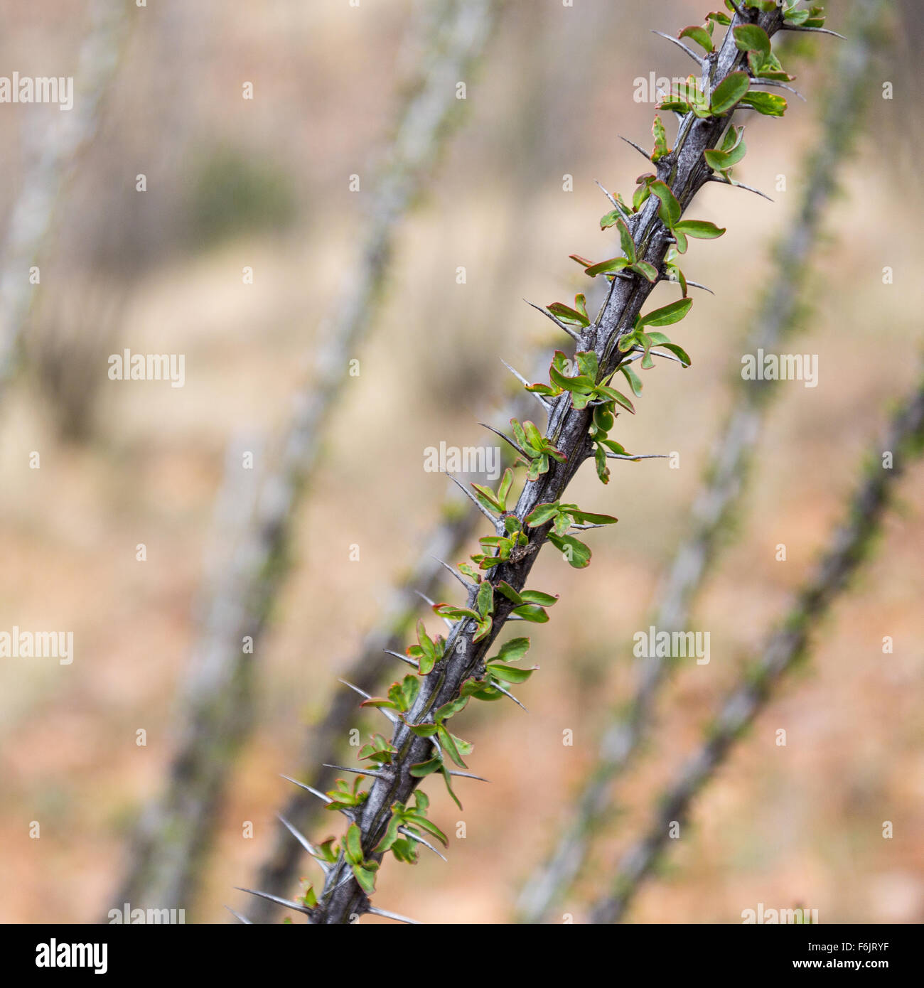 A detail of an ocotillo branch, Coronado National Forest, Arizona Stock ...