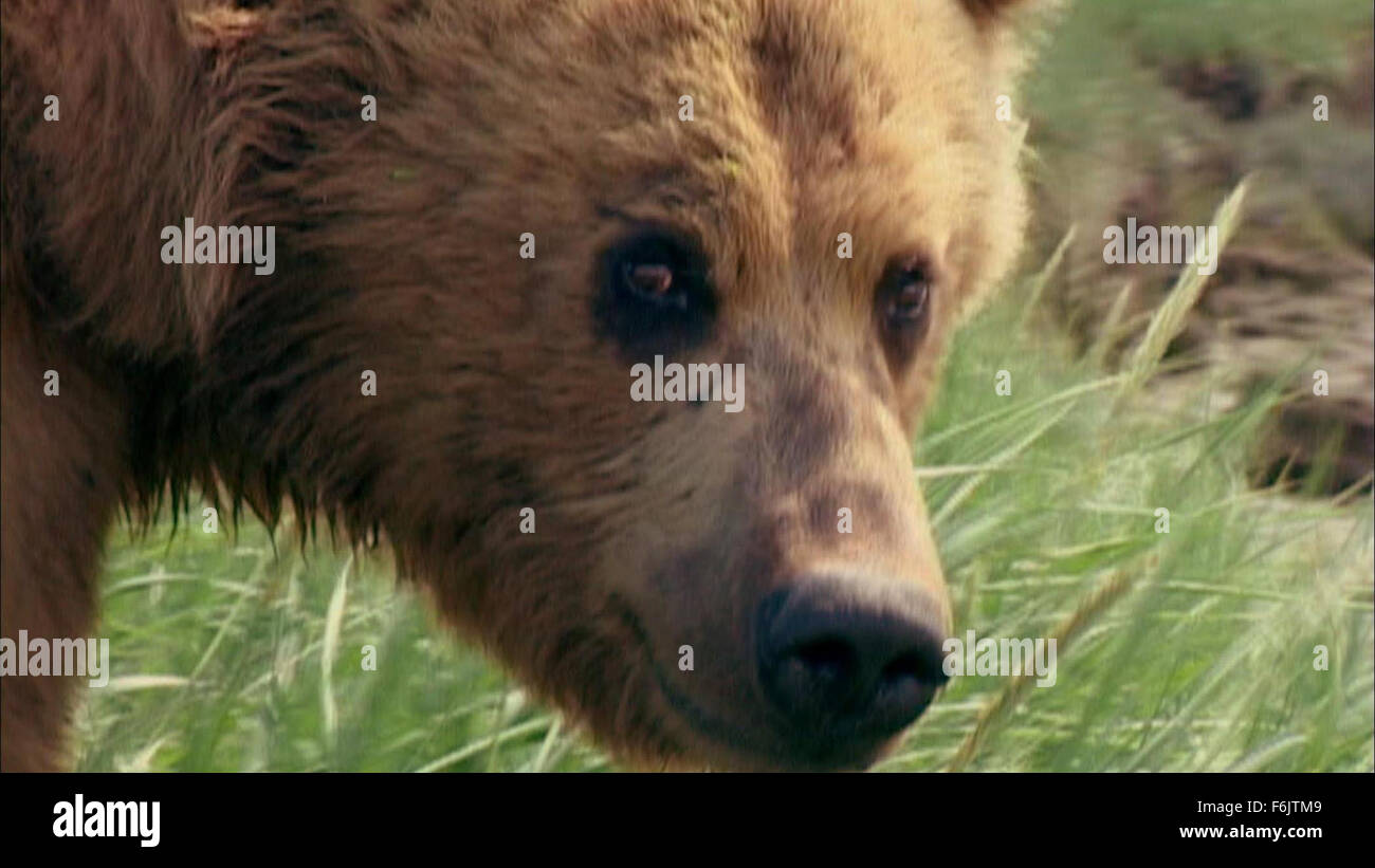 Timothy Treadwell Grizzly Man